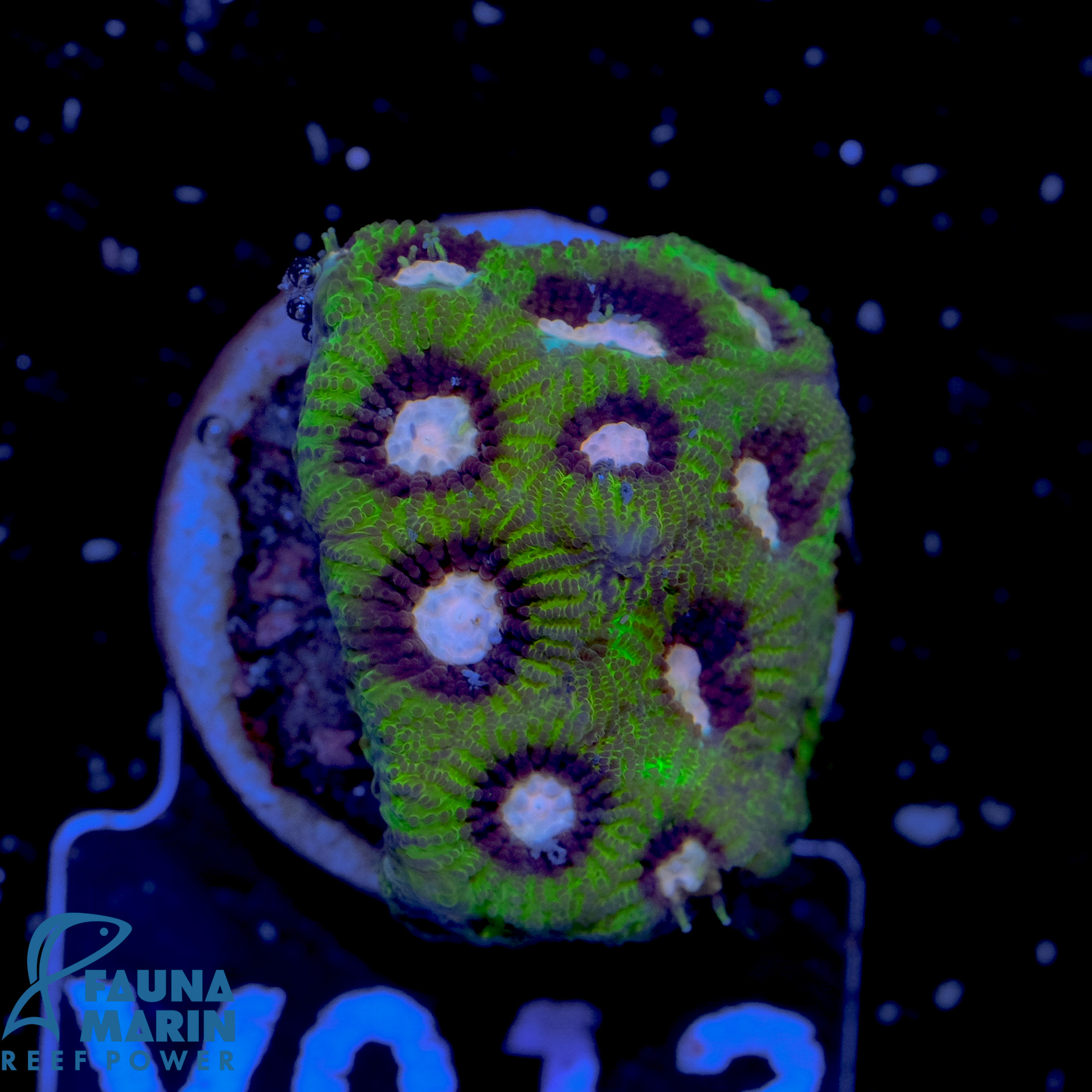 Favia, Favites, Goniastrea, Platygyra