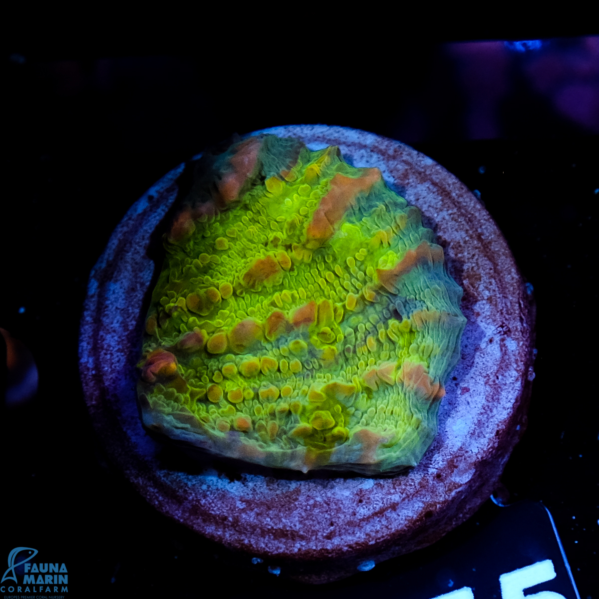 Chalice aka Echinophyllia, Mycedium etc.