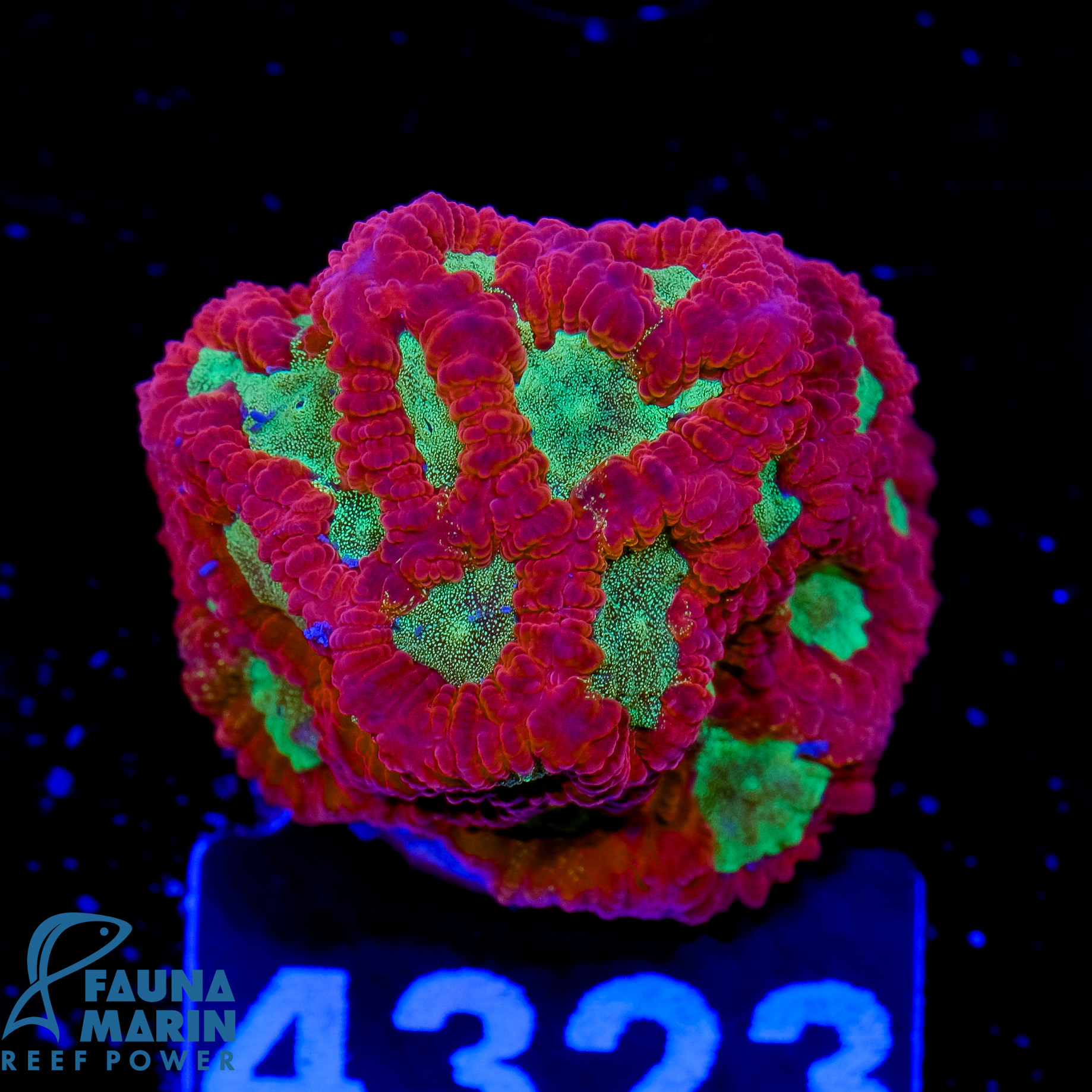 Favia, Favites, Goniastrea, Platygyra