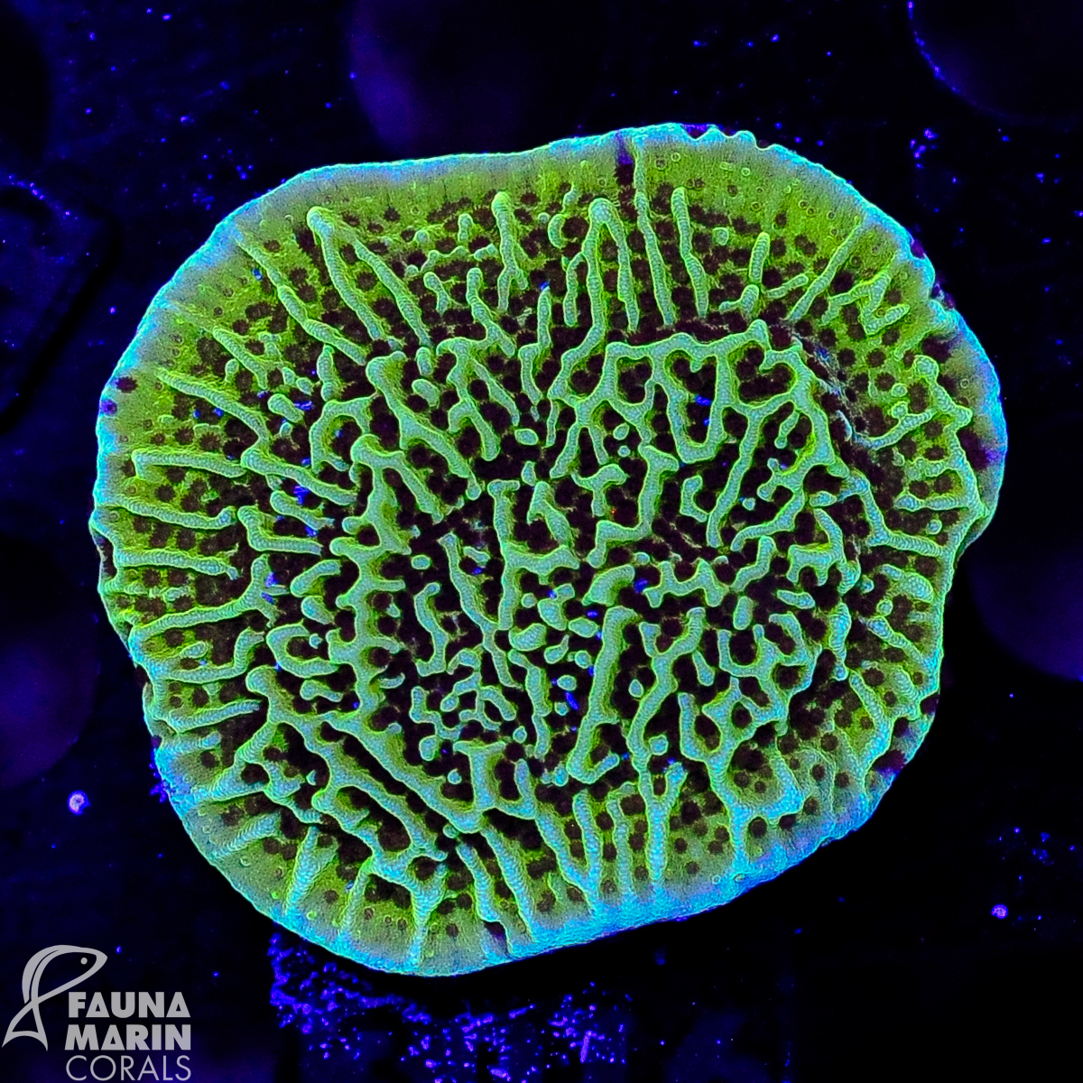 Montipora