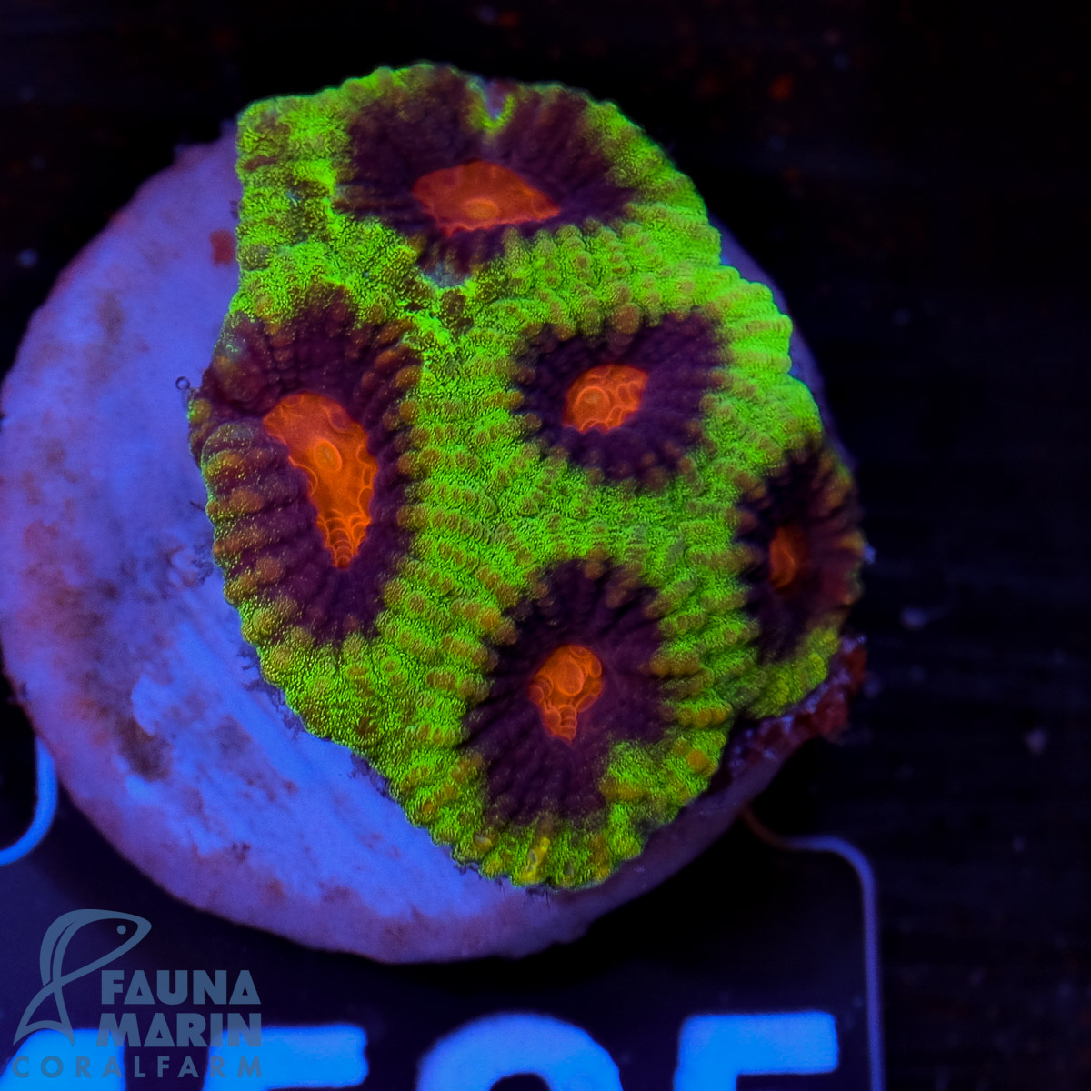 Favia, Favites, Goniastrea, Platygyra