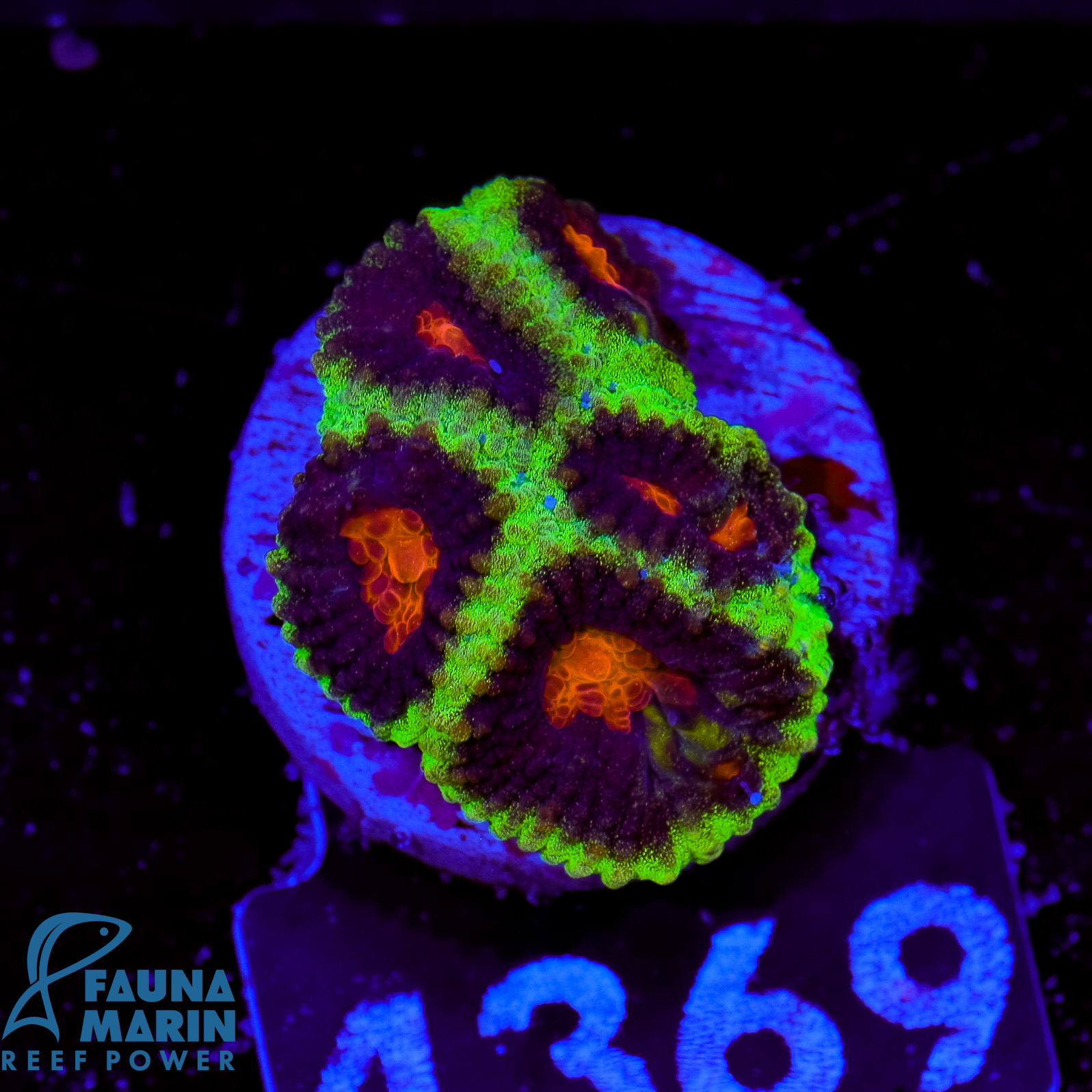 Favia, Favites, Goniastrea, Platygyra