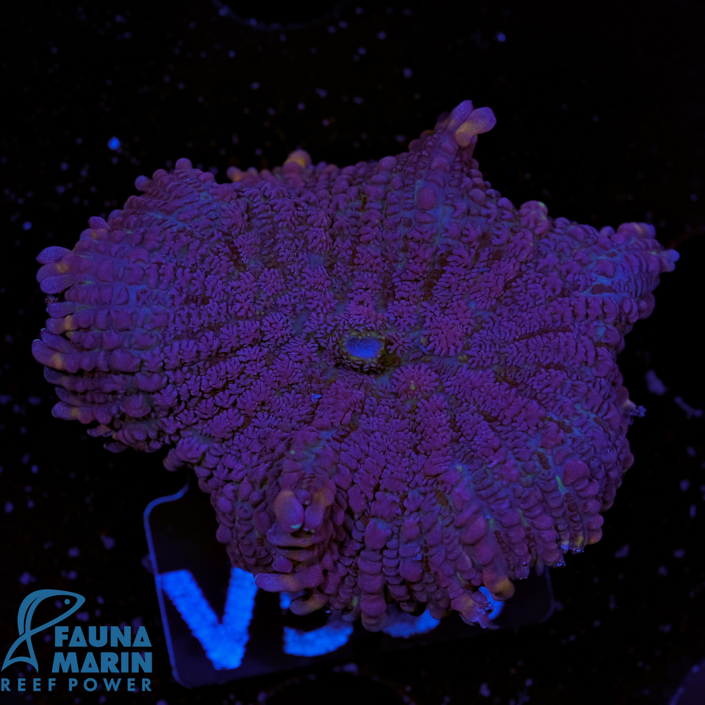 Scheibenanemonen, Ricordea, Rhodactis