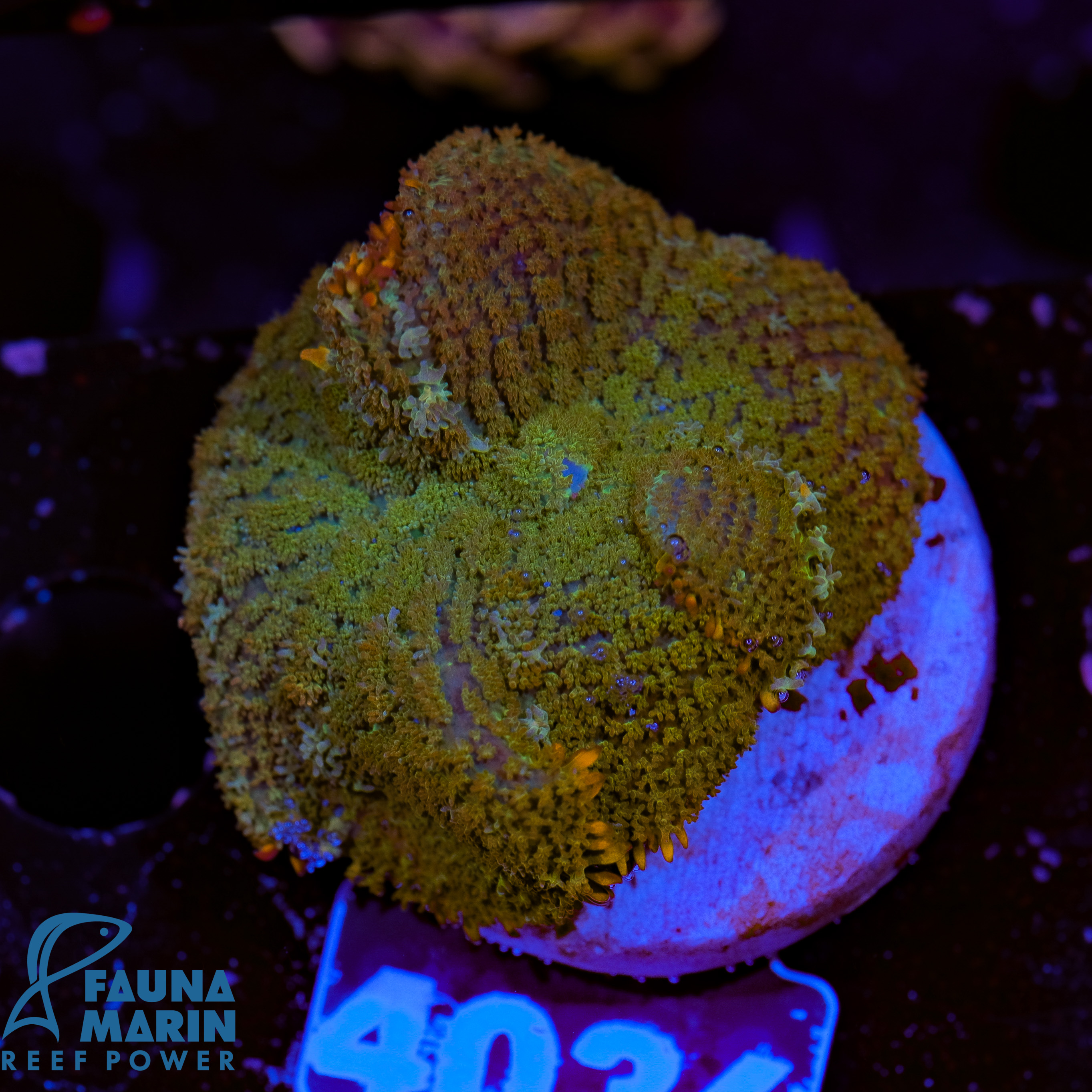 Scheibenanemonen, Ricordea, Rhodactis