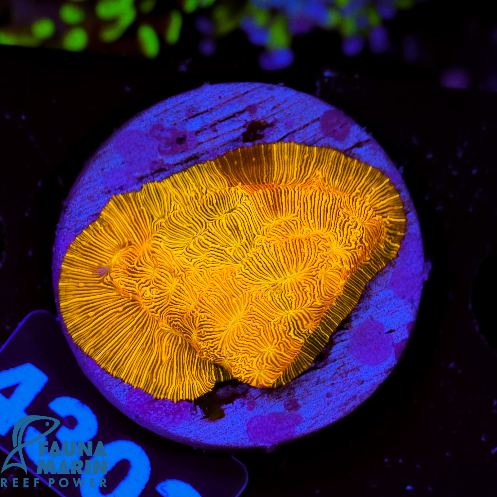 Cyphastrea, Lephastrea, Leptoseris, Pachyseris etc.