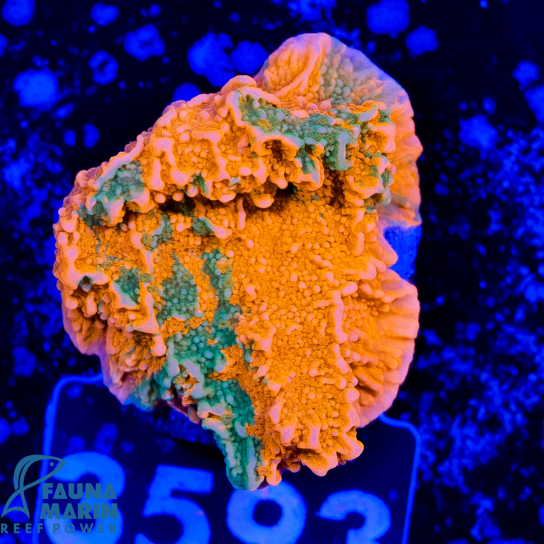 Montipora