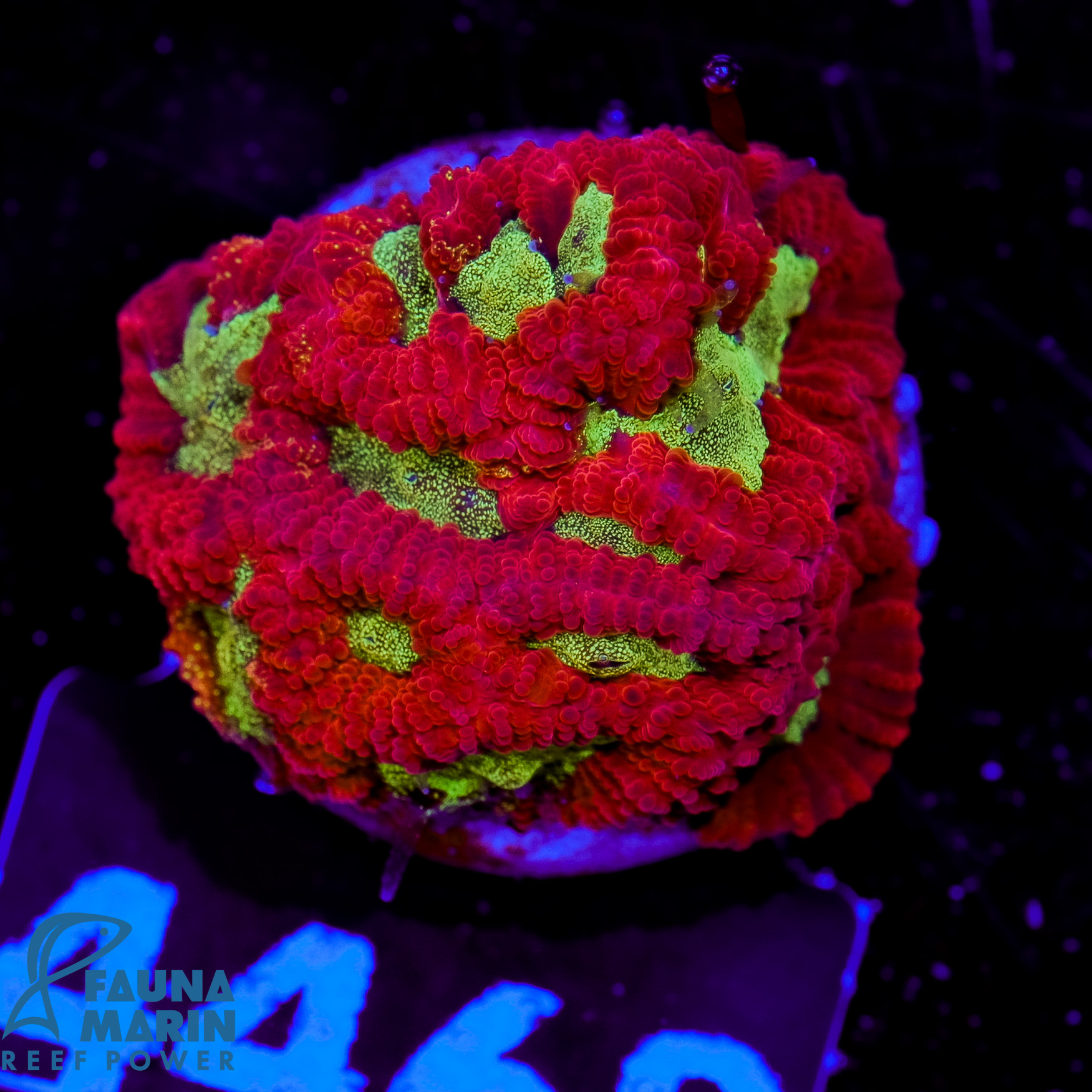 Favia, Favites, Goniastrea, Platygyra