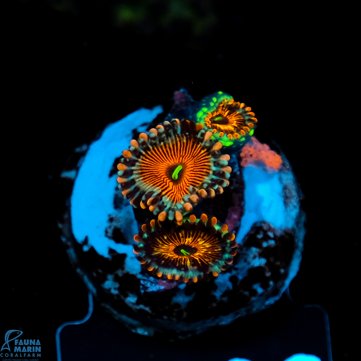 Zoanthus und Palythoa