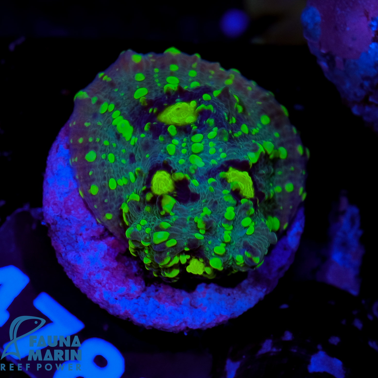 Chalice aka Echinophyllia, Mycedium etc.