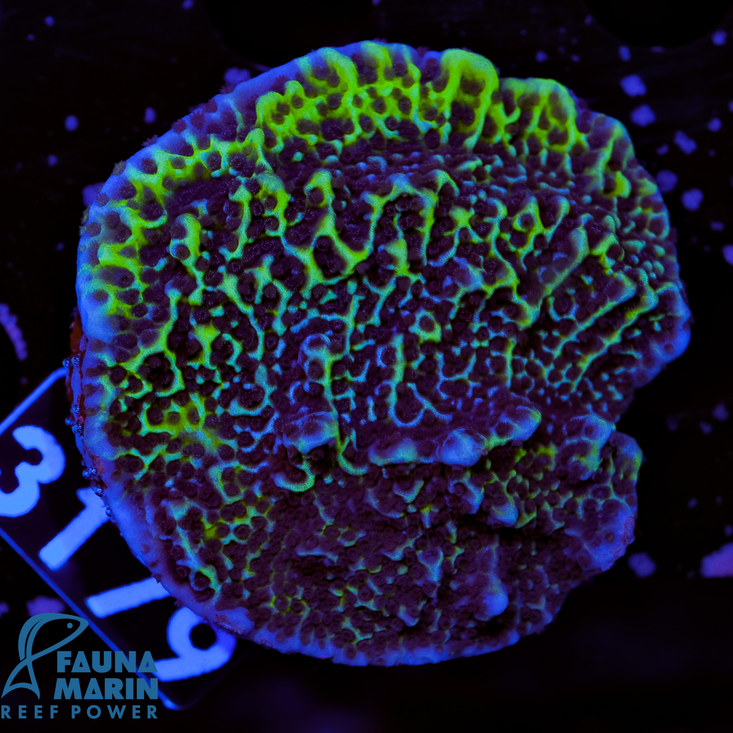 Montipora