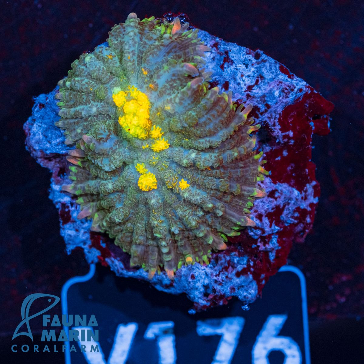 Scheibenanemonen, Ricordea, Rhodactis