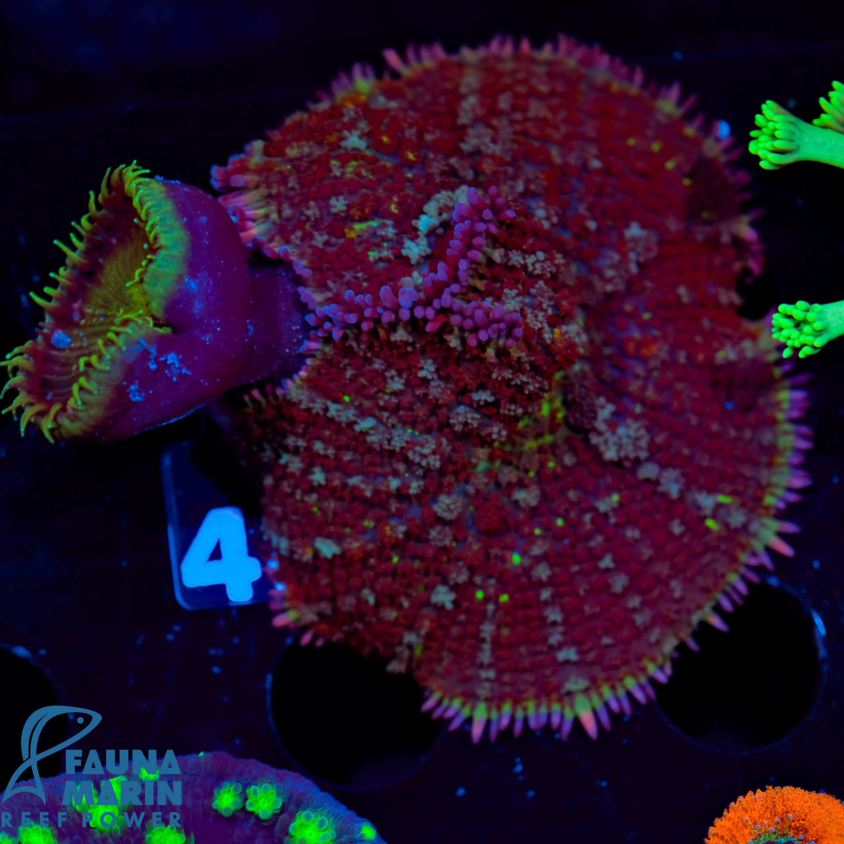 Scheibenanemonen, Ricordea, Rhodactis