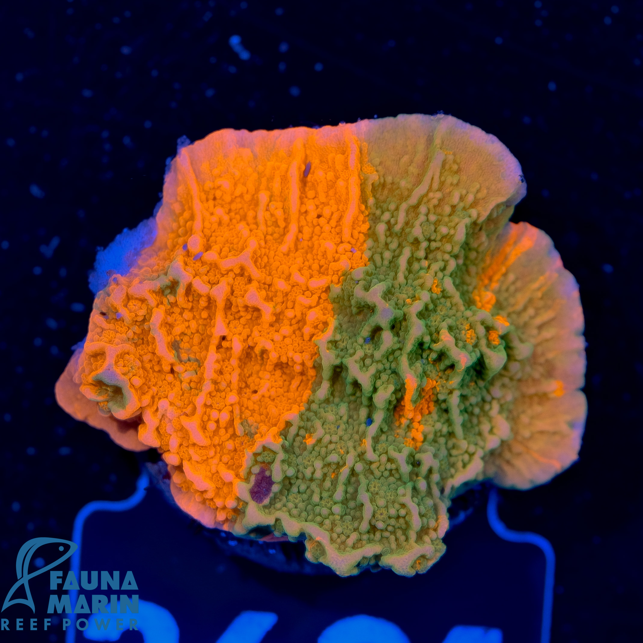 Montipora
