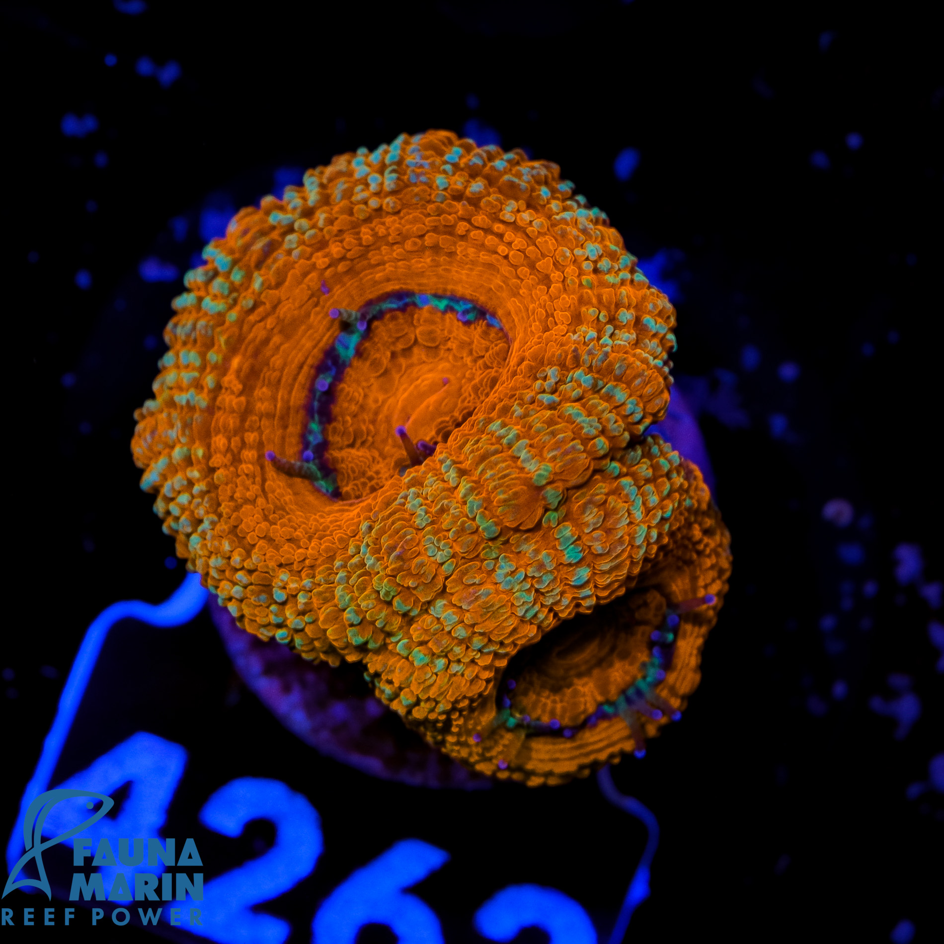 Acanthastrea, Blastomussa, Miccromussa