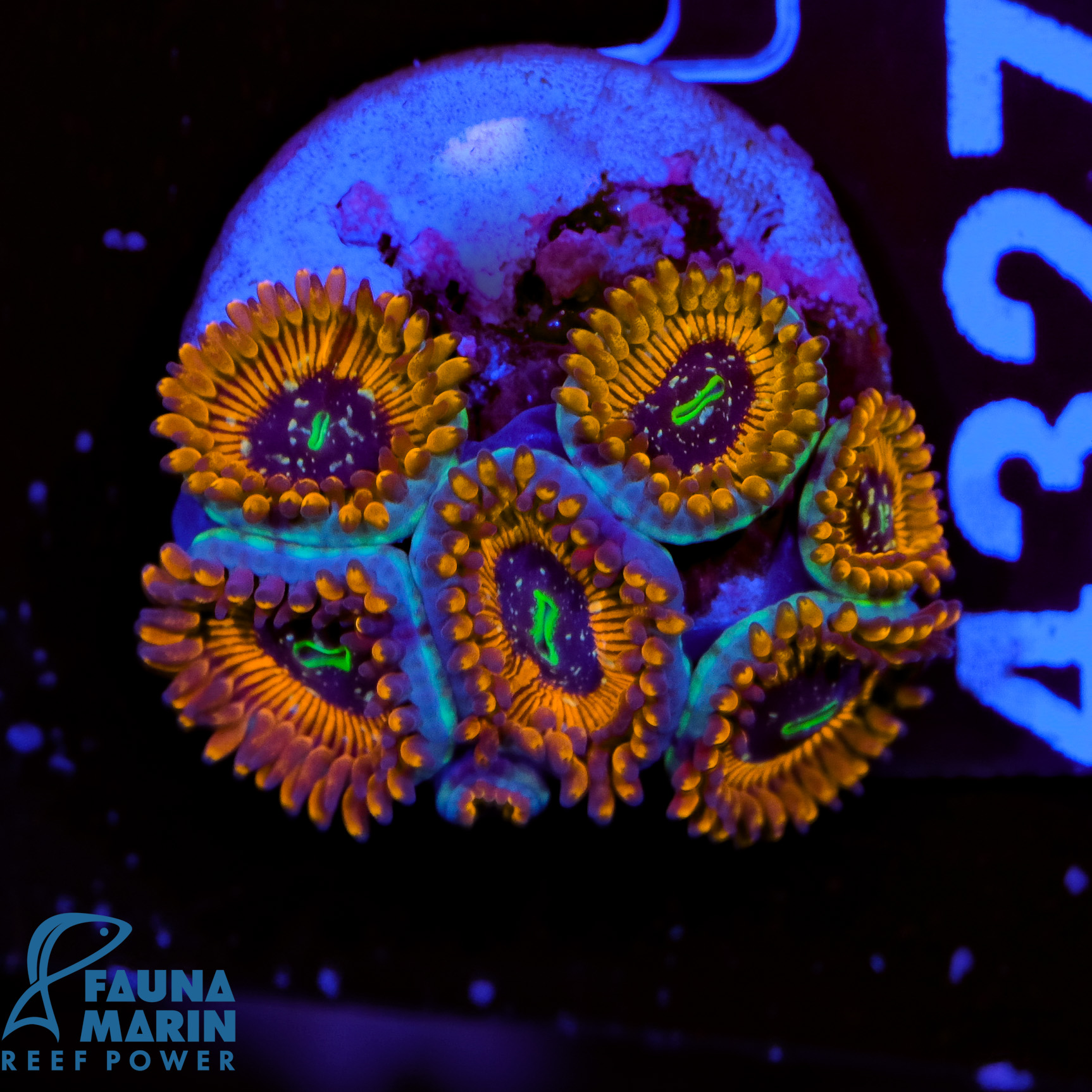 Zoanthus und Palythoa