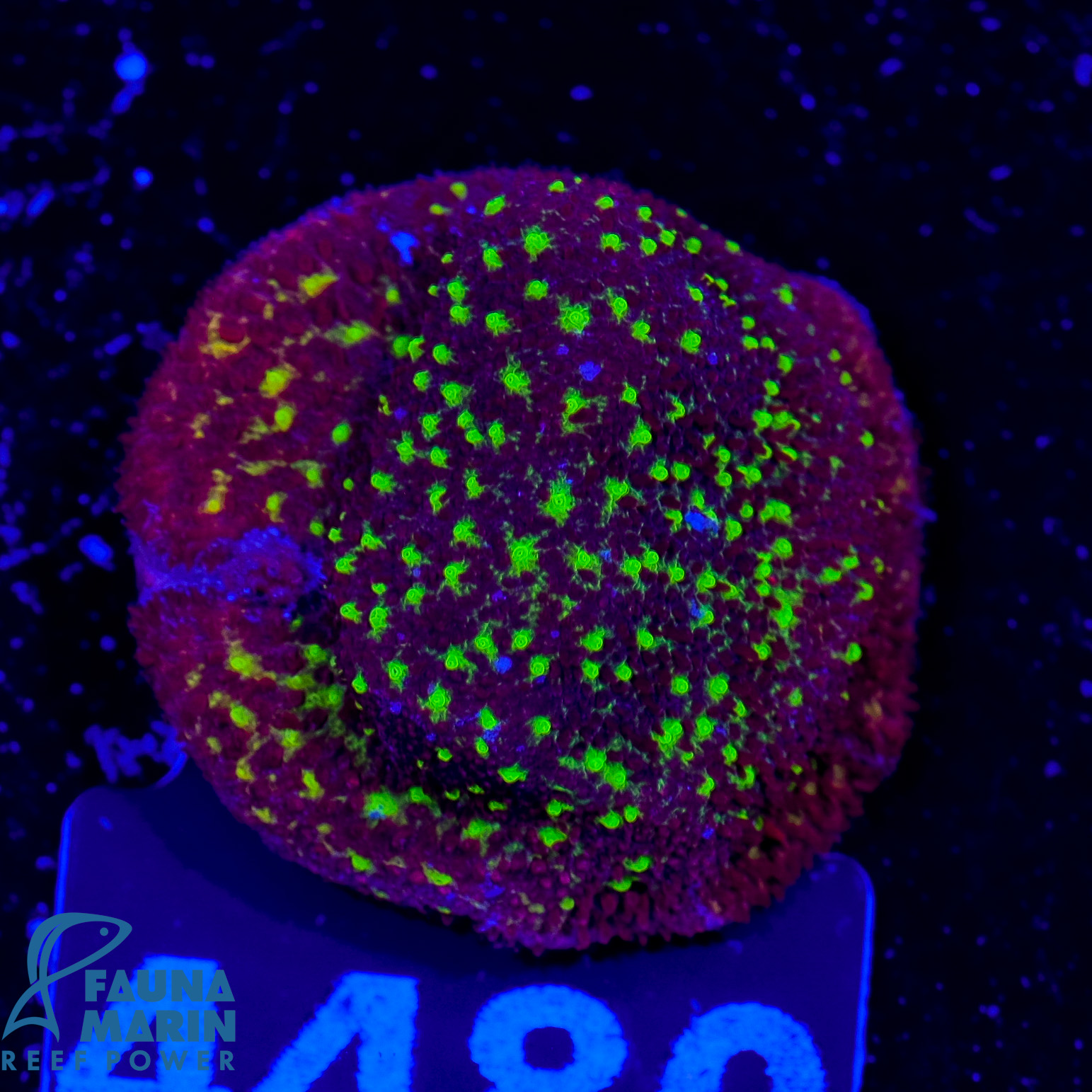 Cyphastrea, Lephastrea, Leptoseris, Pachyseris etc.