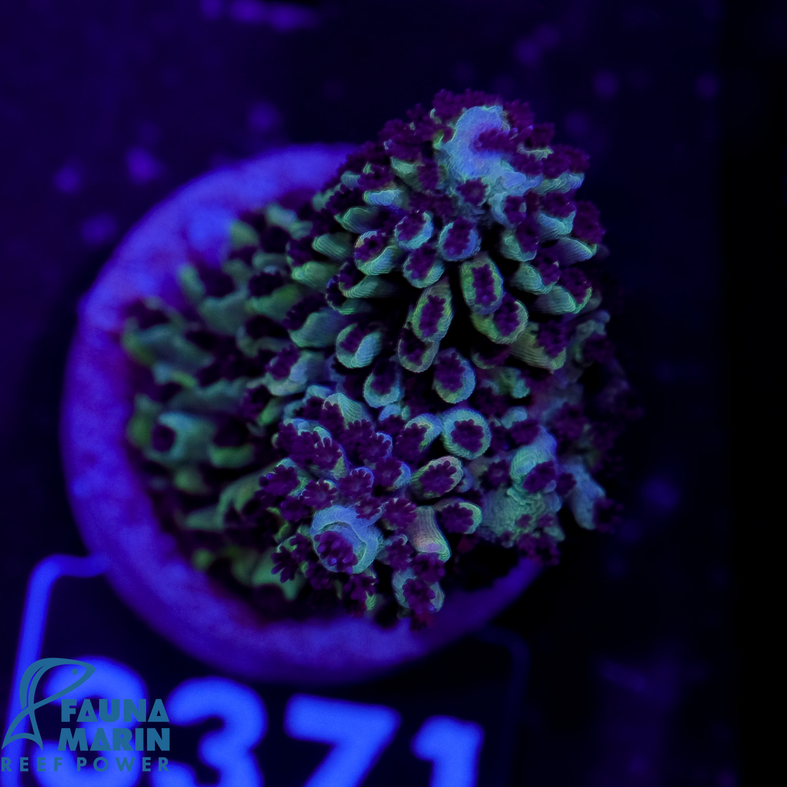 Acropora