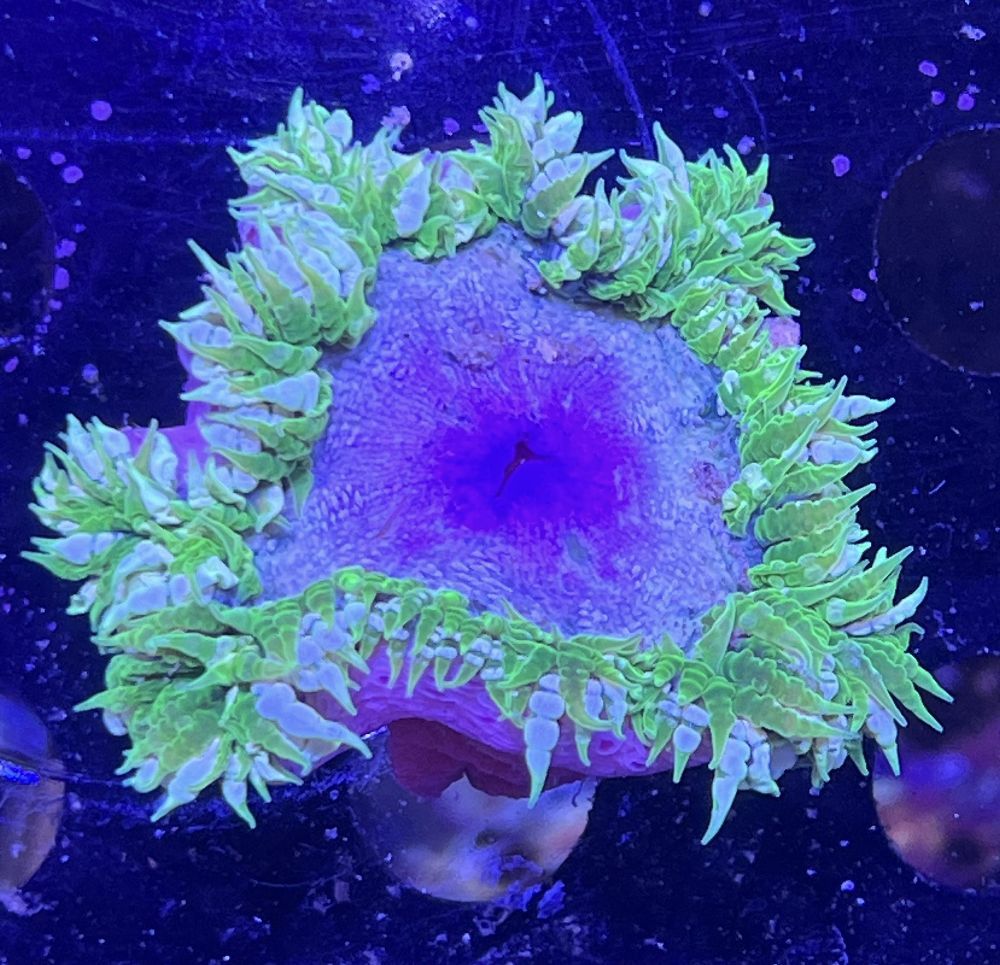 FMC Phymanthus crucifer - Rockanemone