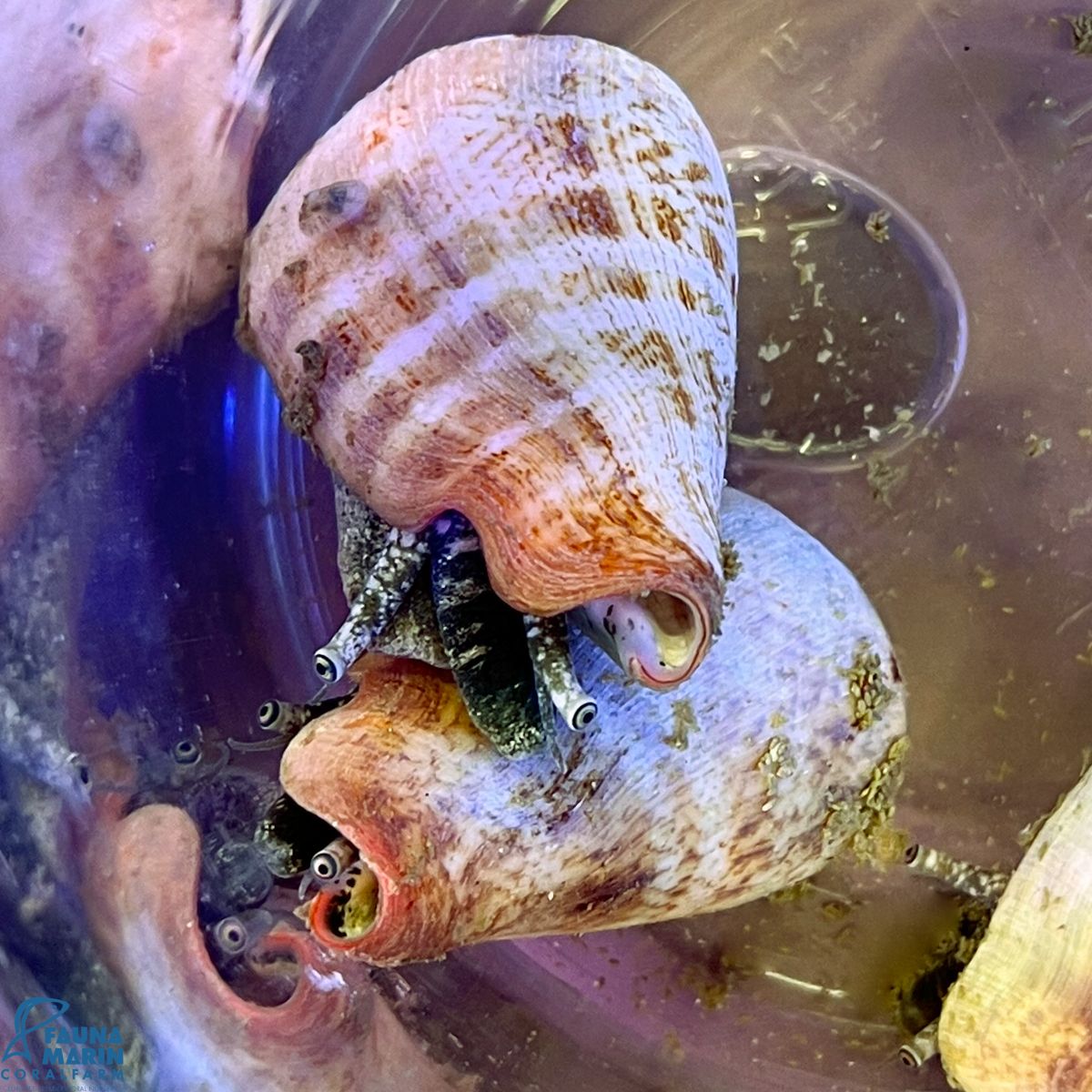 Conomurex (Strombus) luhuanus