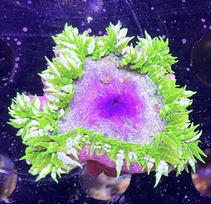 FMC Phymanthus crucifer - Rockanemone