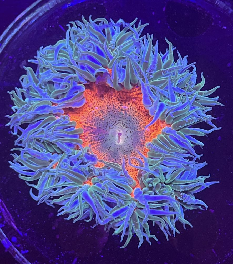 FMC Phymanthus crucifer - Rockanemone