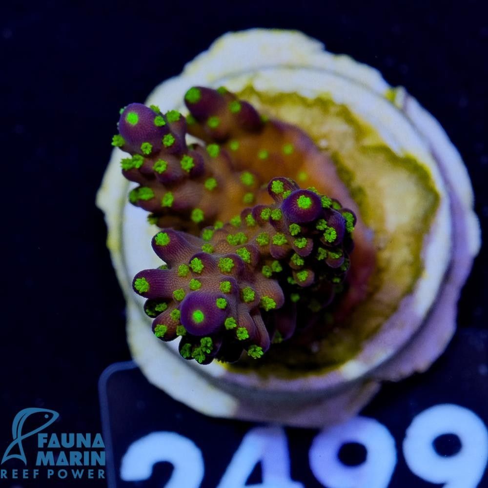 FMC Acropora anthocercis V