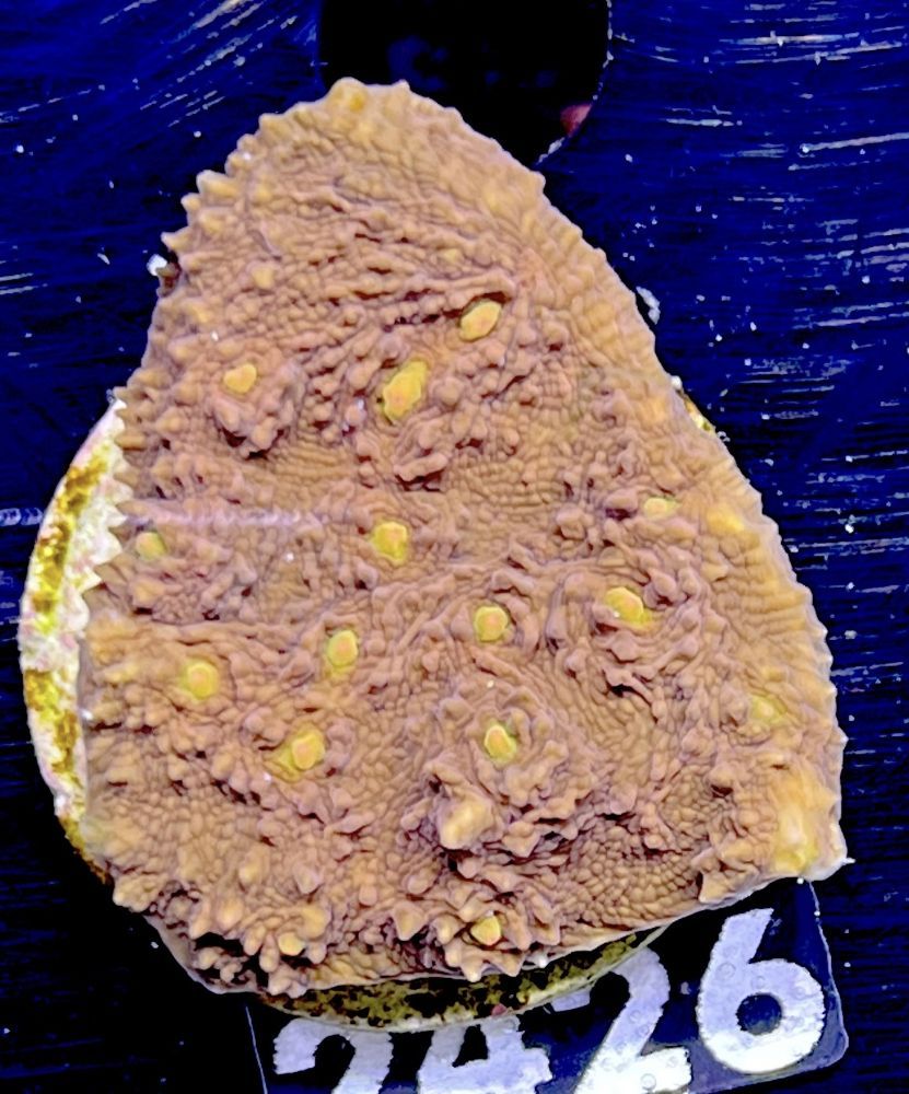 FMC Chalice red/orange V