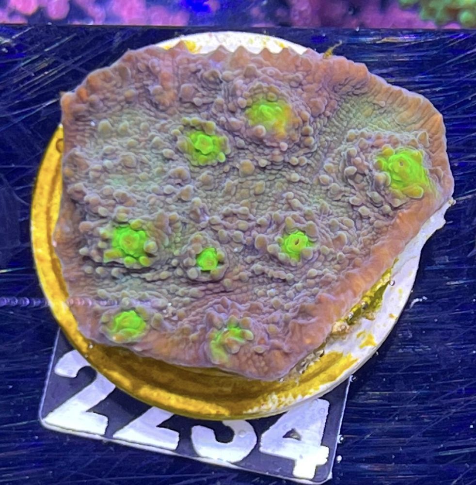 FMC Chalice Green Dot V