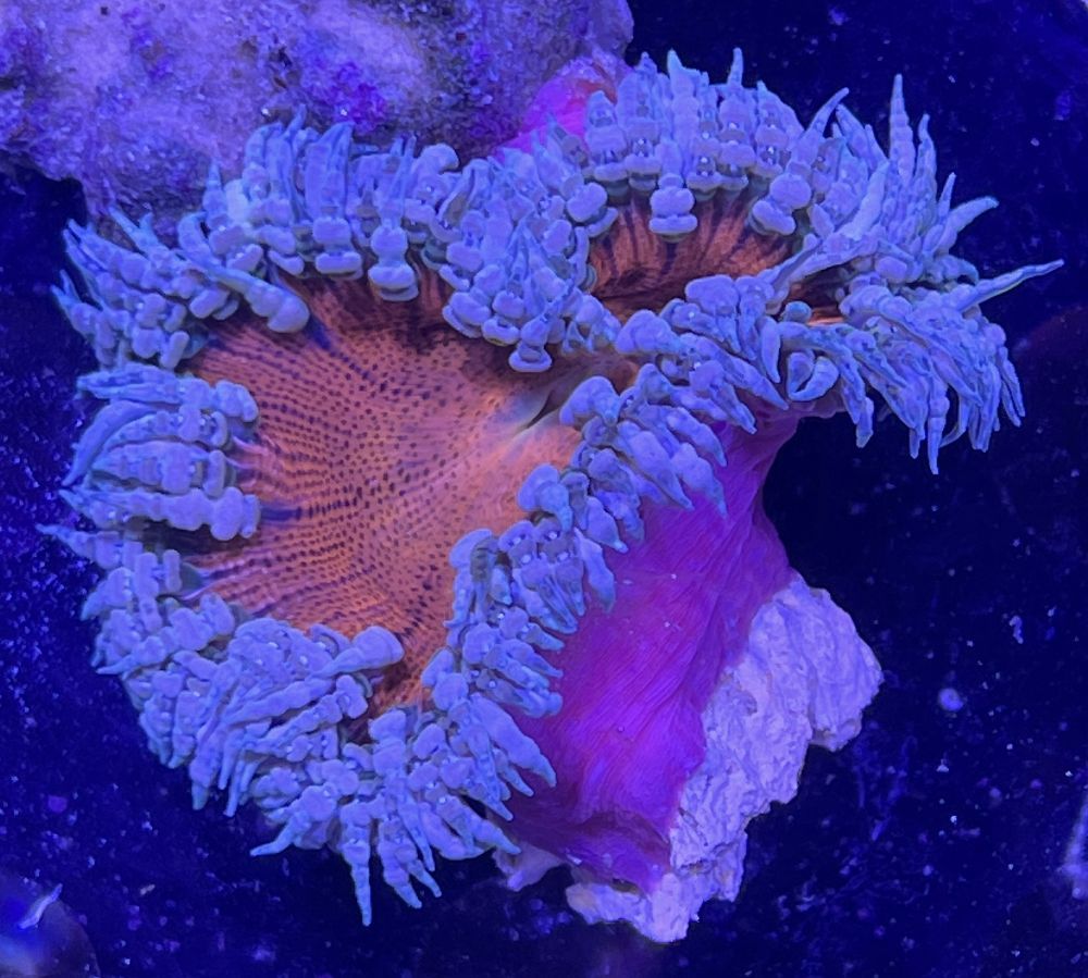 FMC Phymanthus crucifer - Rockanemone