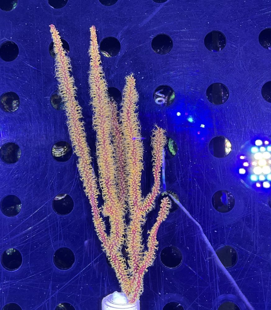 FMC Menella sp. orange Polyps