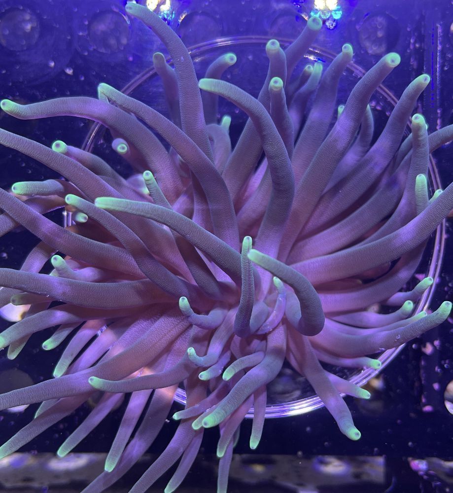 FMC Condylactis gigantea green Tip - Karibische Goldrose