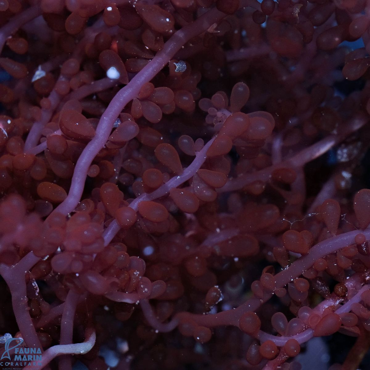 FMC Botryocladia botryoides rote Traubenalge
