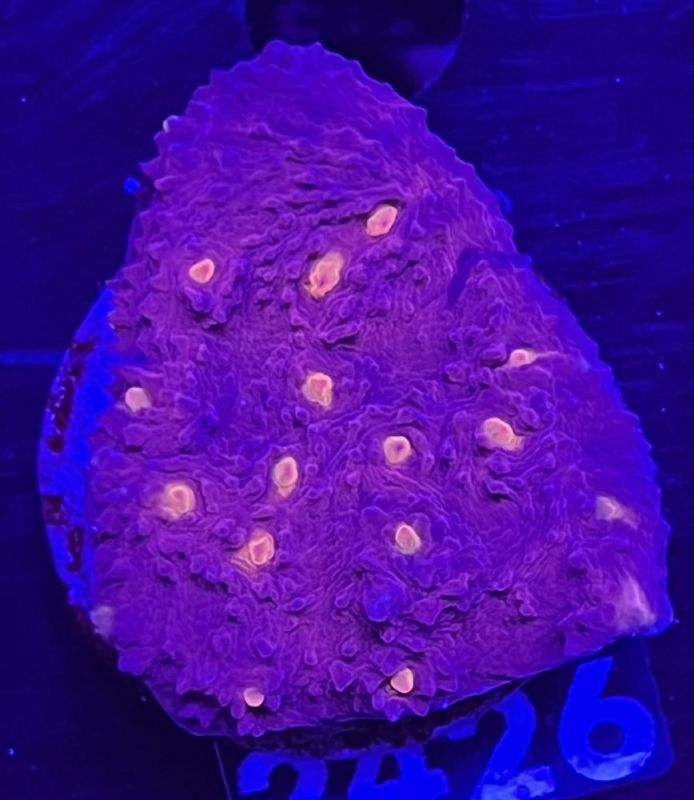 FMC Chalice red/orange V