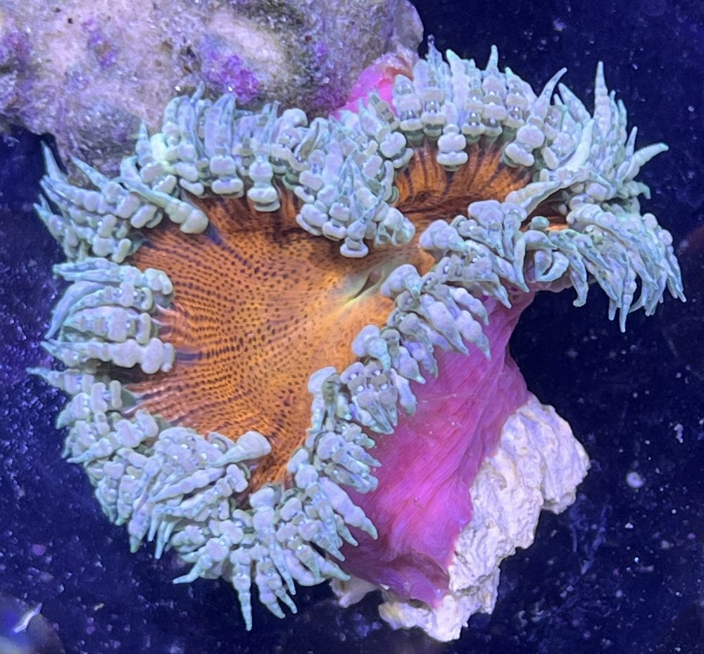 FMC Phymanthus crucifer - Rockanemone