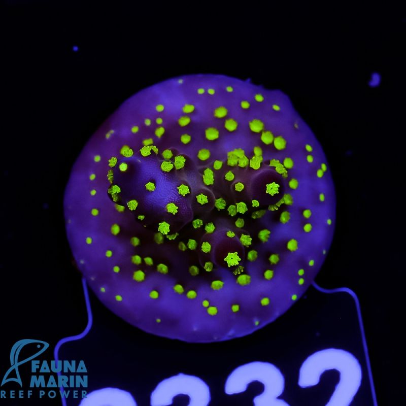 FMC Acropora anthocercis V