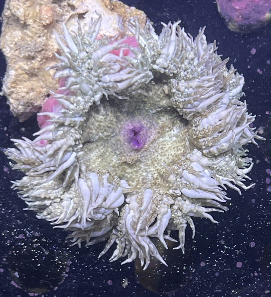 FMC Phymanthus crucifer - Rockanemone