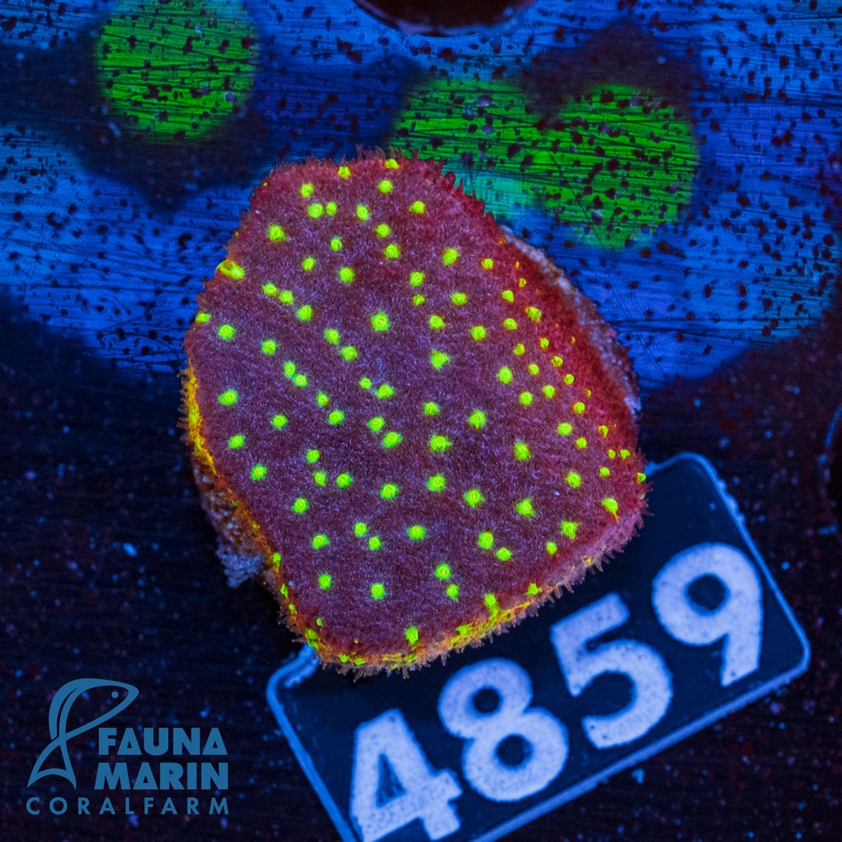 FMC Psammocora Galaxy V (Filter- + Daylight-Shot picture!)