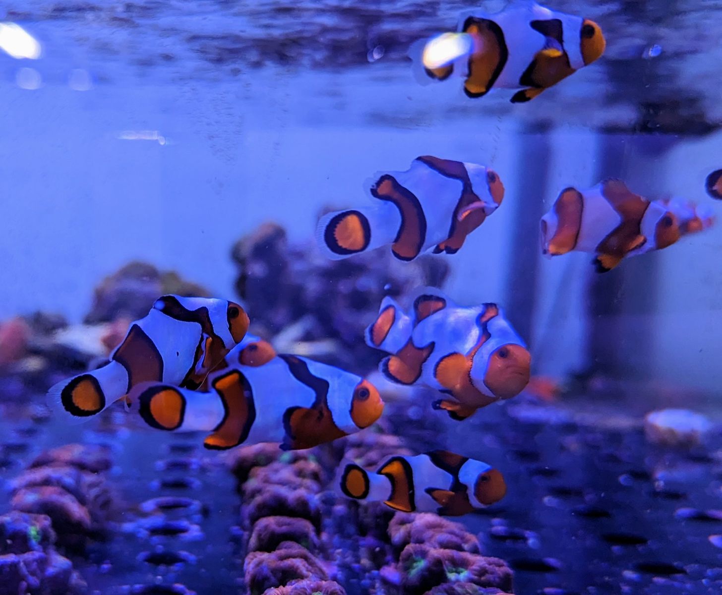 Amphiprion ocellaris - Snowflake - DEUTSCHE NACHZUCHT!