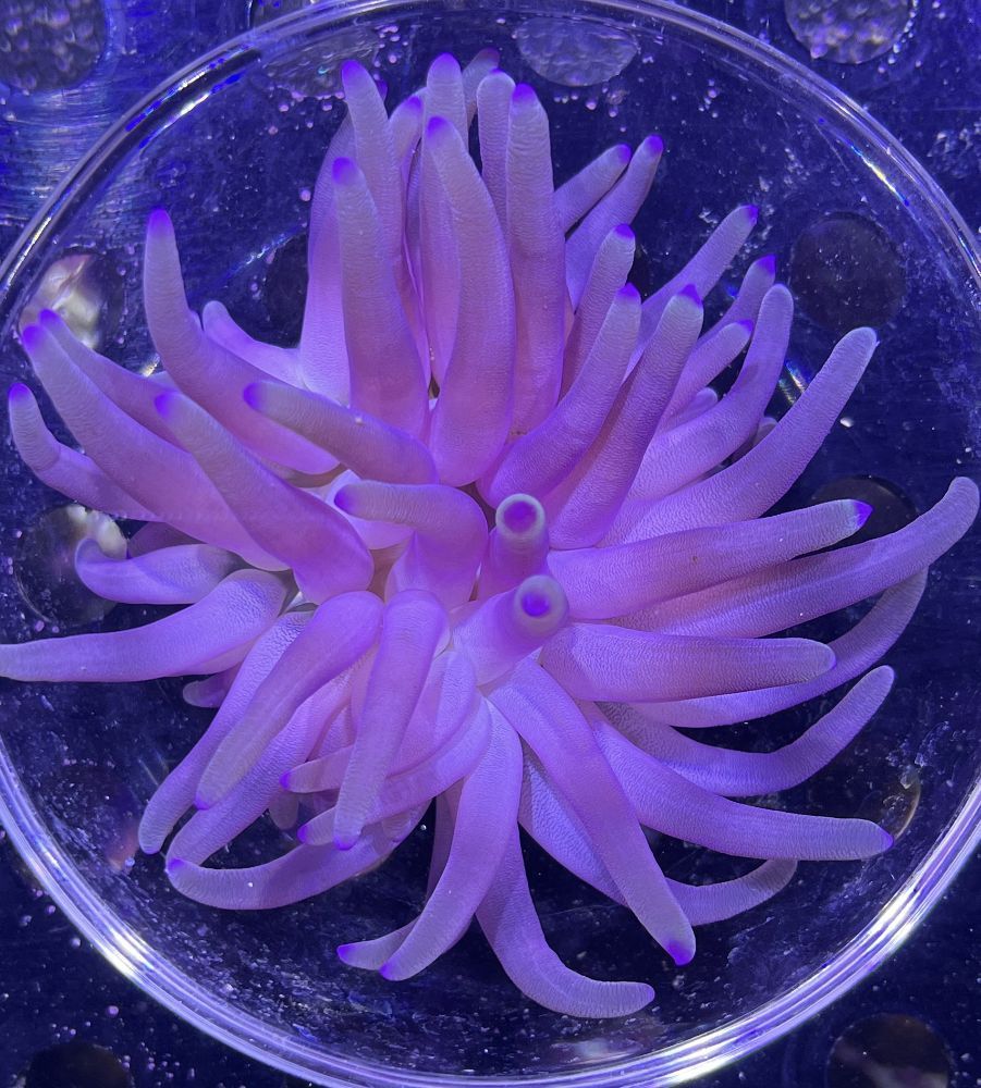 FMC Condylactis gigantea purple - Karibische Goldrose V