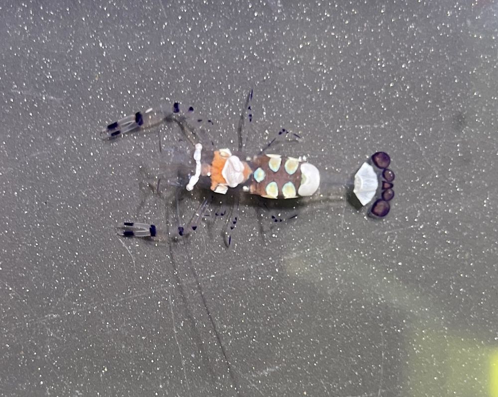 Lysmata debelius - Kardinals Garnele