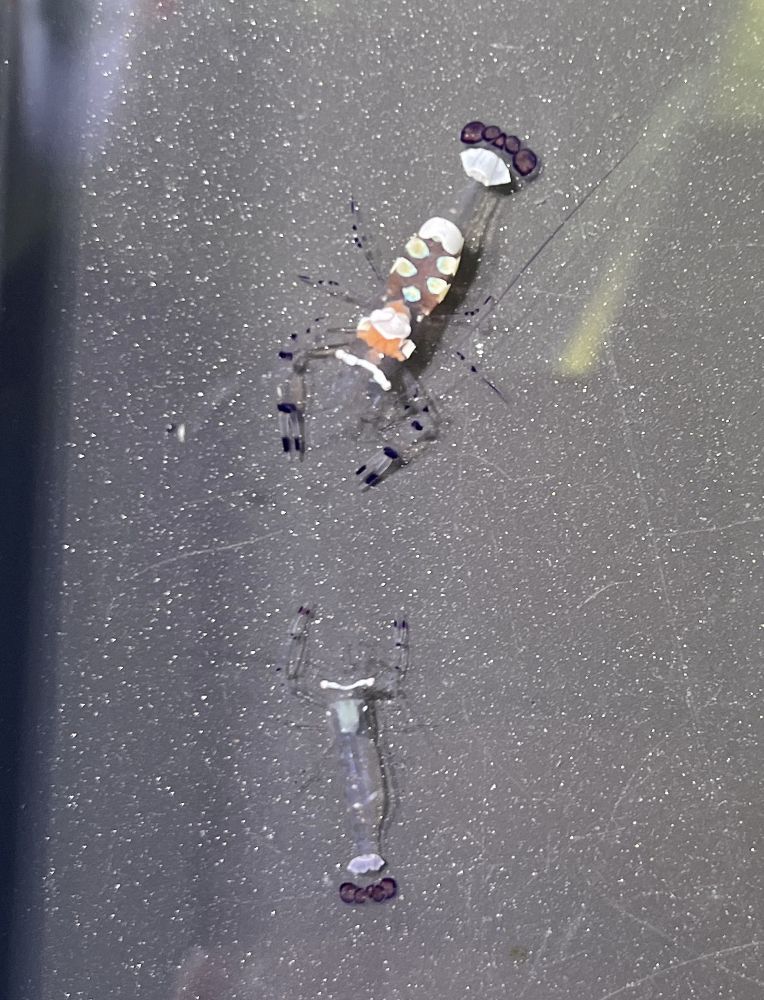 Lysmata debelius - Kardinals Garnele