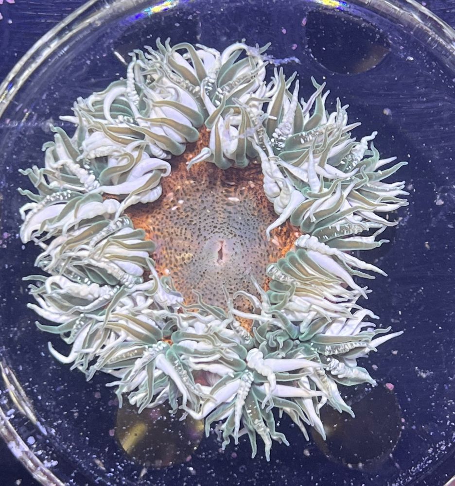 FMC Phymanthus crucifer - Rockanemone