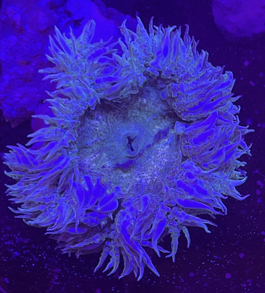 FMC Phymanthus crucifer - Rockanemone