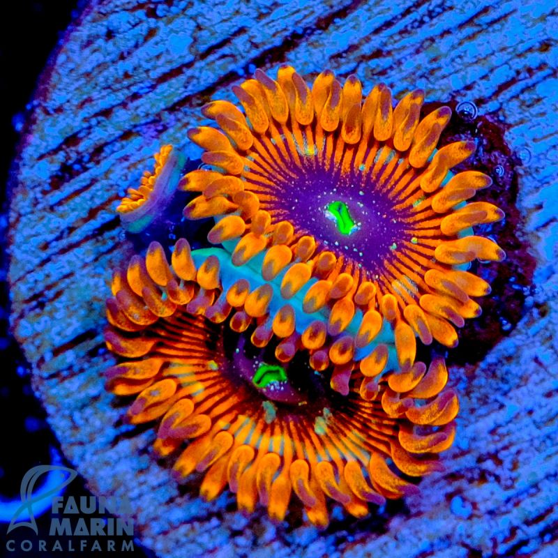 FMC Zoanthus Red People Eater 2-3 Polyp V