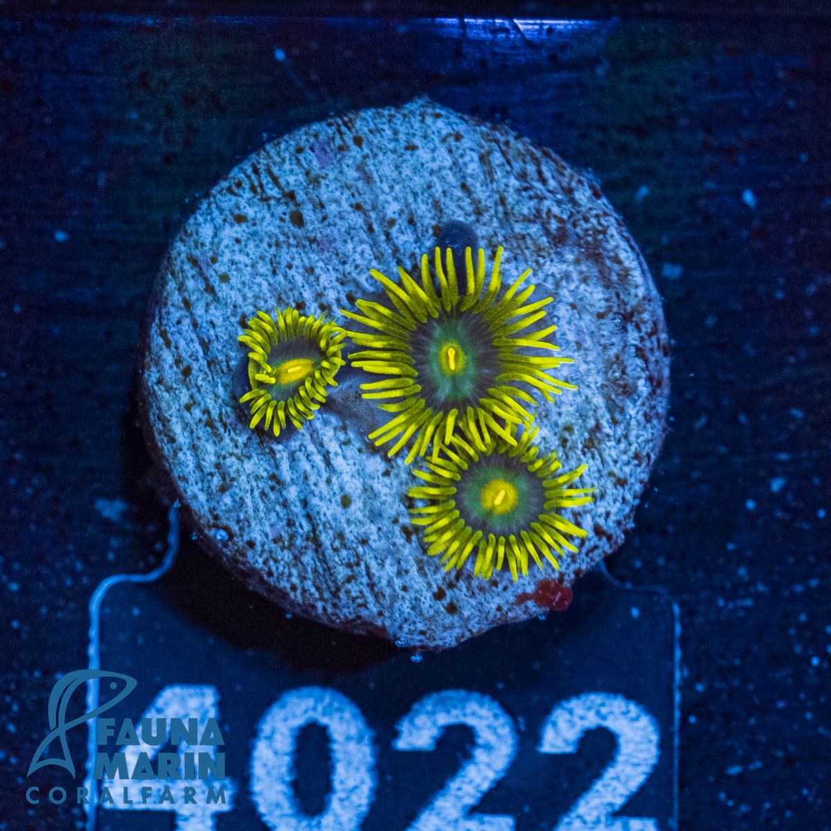 FMC Zoanthus Blue Alien Orga 2-3 Polypen V