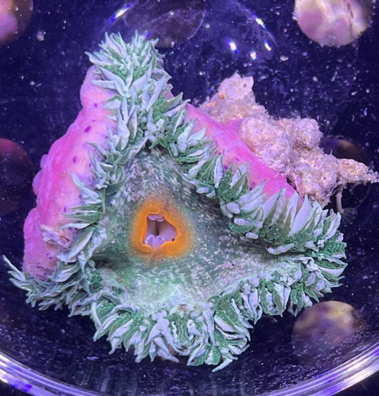 FMC Phymanthus crucifer - Rockanemone