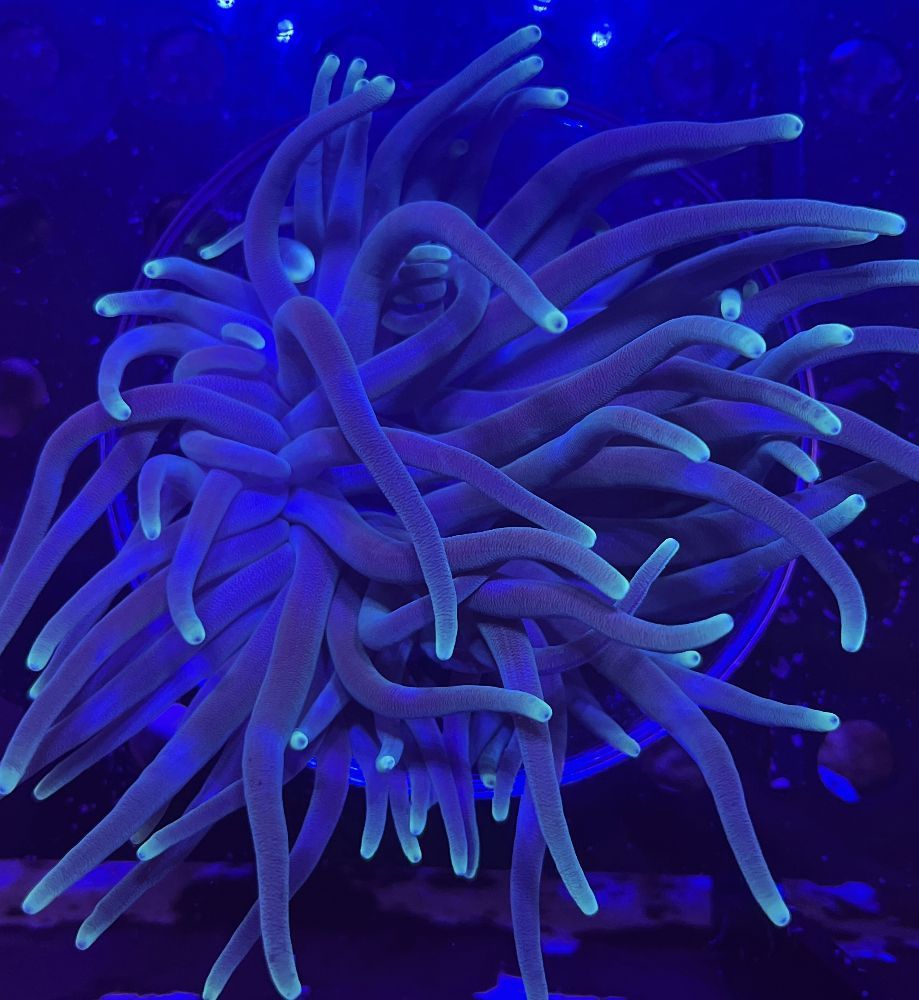 FMC Condylactis gigantea green Tip - Karibische Goldrose