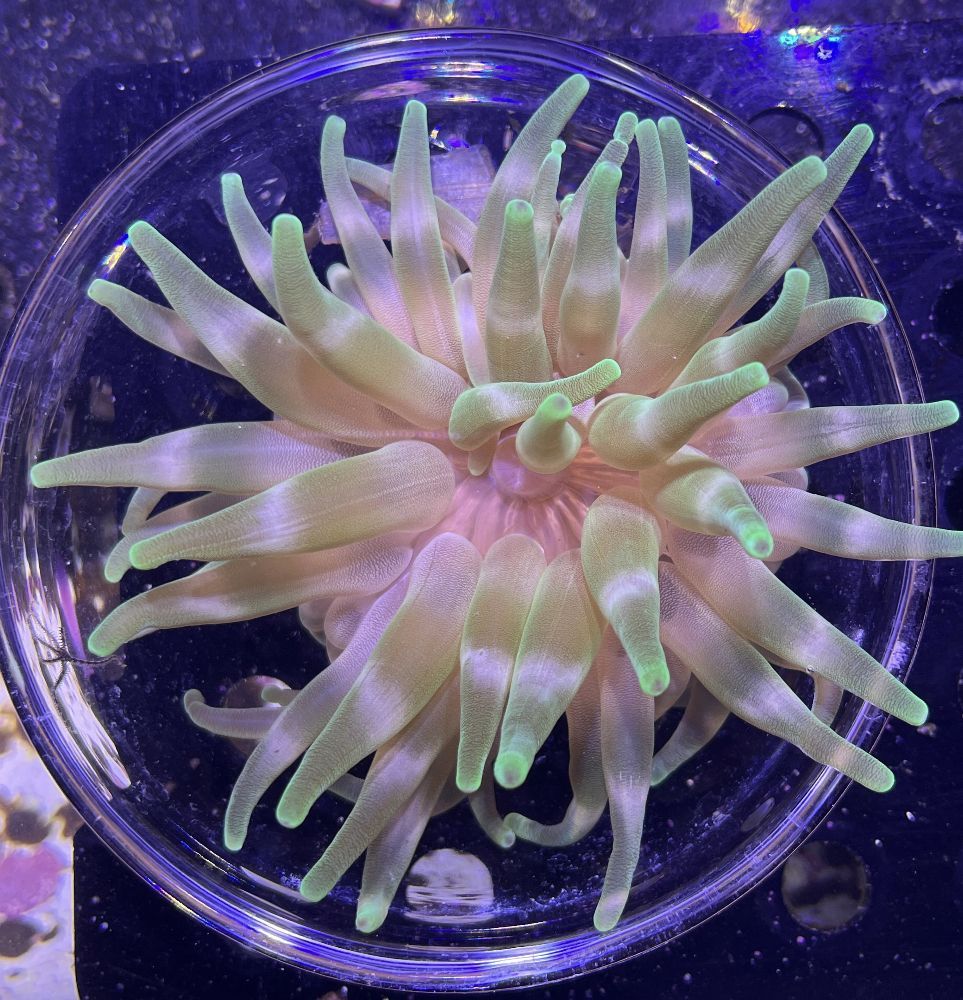 FMC Condylactis gigantea green - Karibische Goldrose