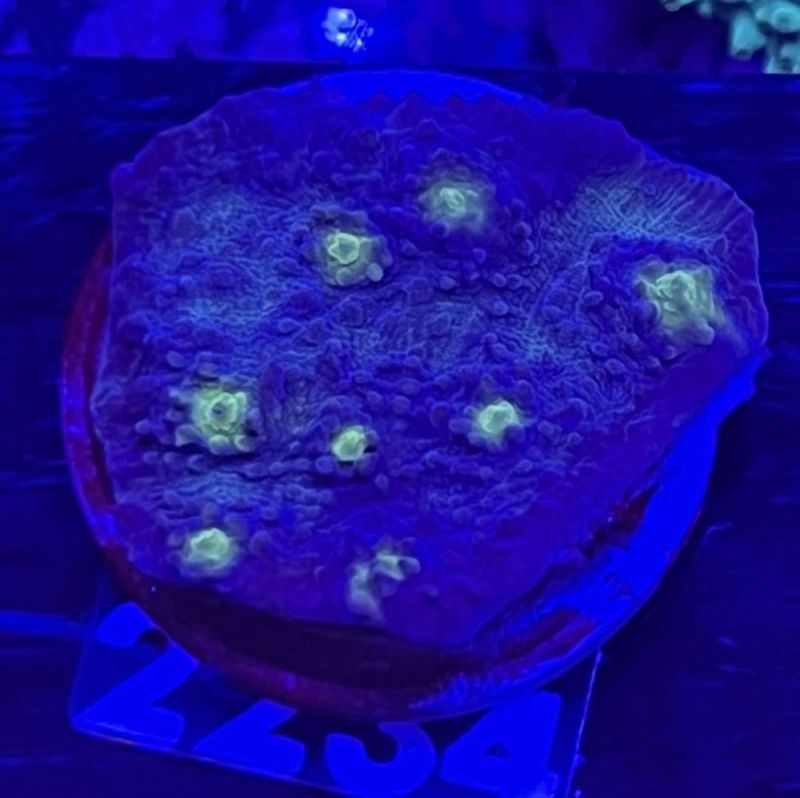 FMC Chalice Green Dot V