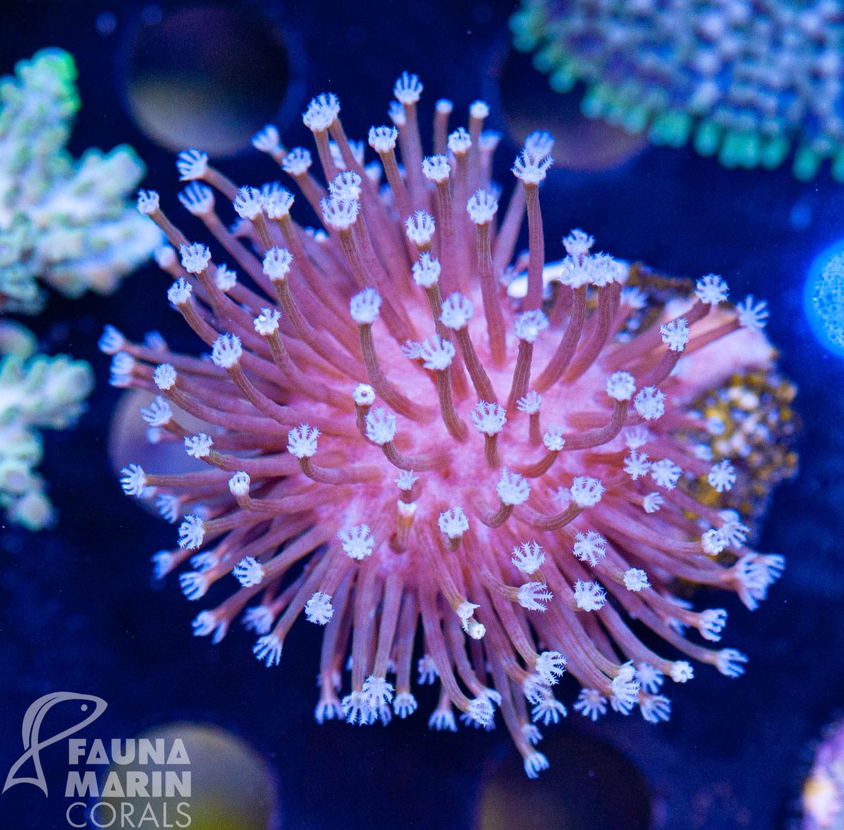 FMC Sarcophyton White Polyp V